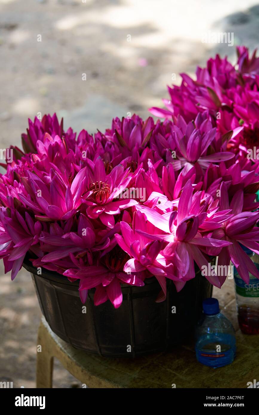 Dambulla cave sri temple lanka flower hi-res stock photography and ...
