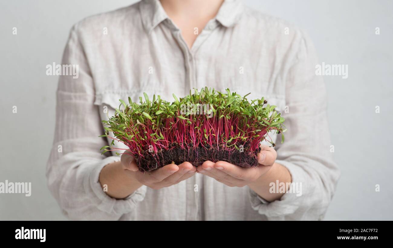Woman holding sprouted microgreens for healthy nutrition Stock Photo ...