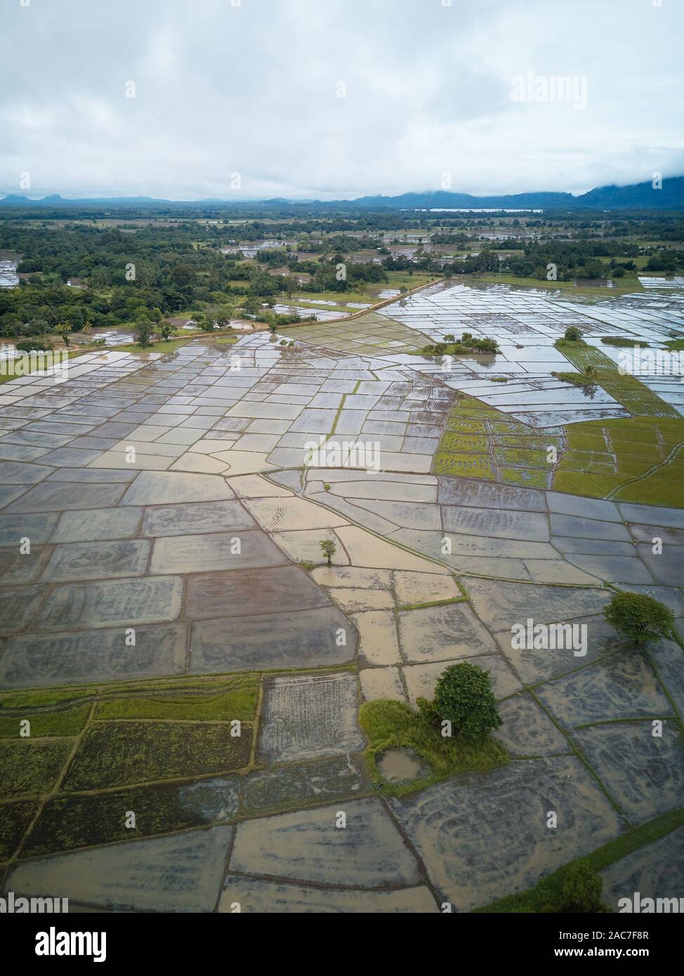 Aerial view of paddy fields in Dambulla, Sri Lanka Stock Photo - Alamy