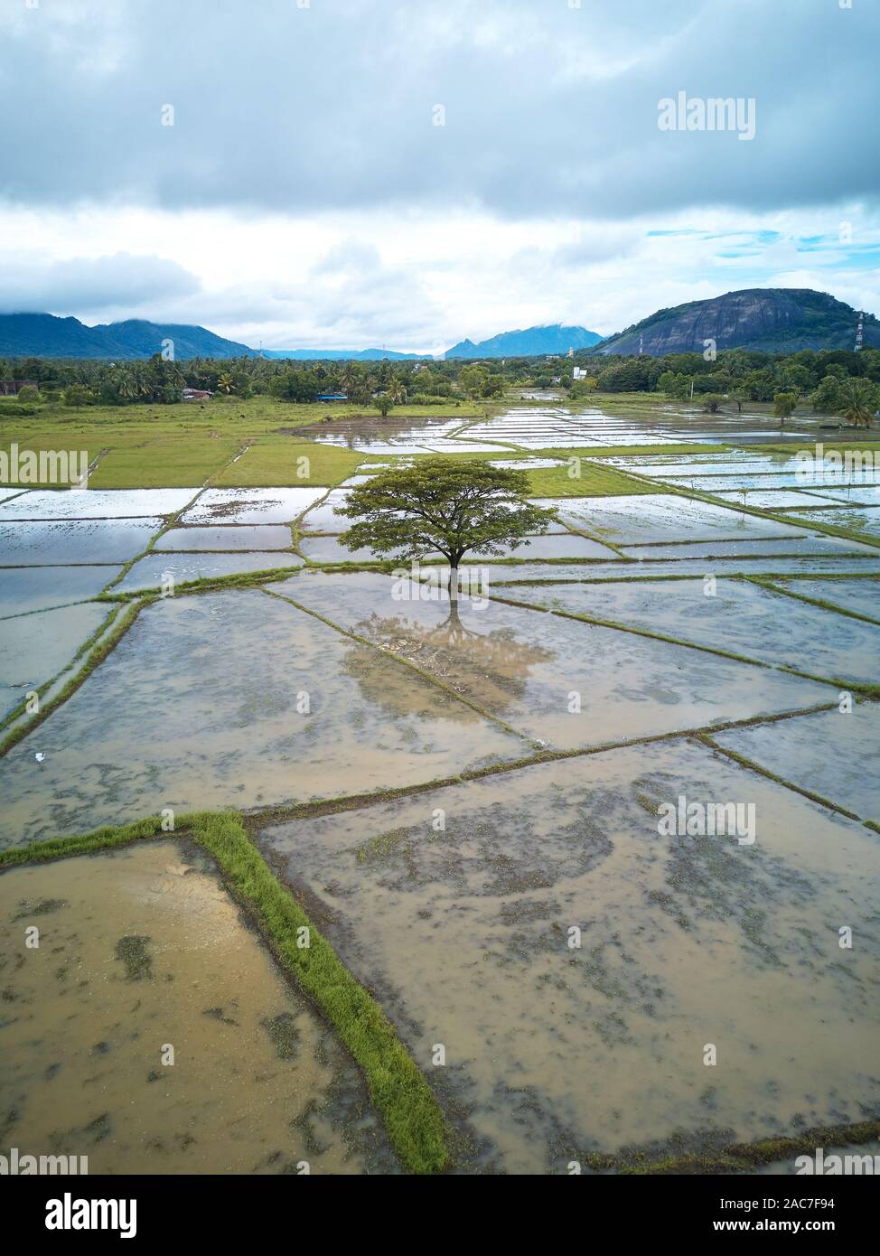 Aerial view of paddy fields in Dambulla, Sri Lanka Stock Photo - Alamy