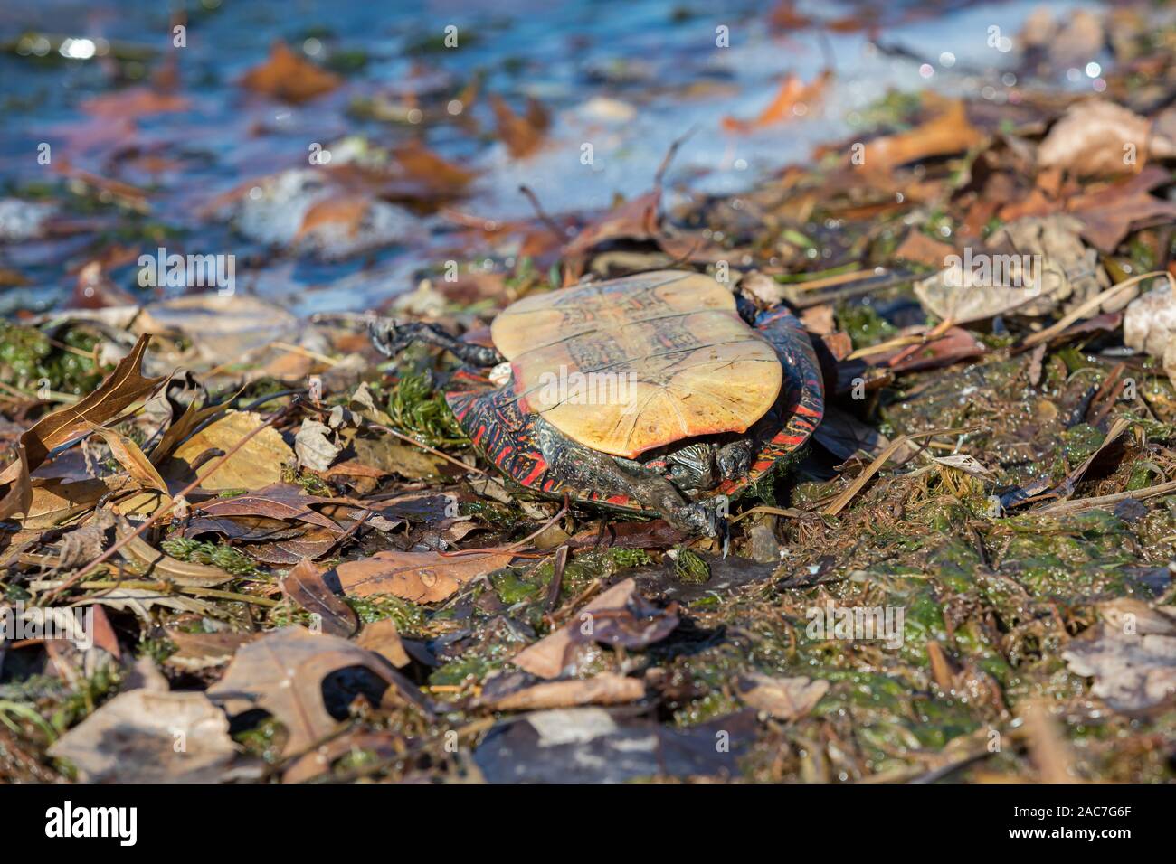 Dead turtle hi-res stock photography and images - Alamy