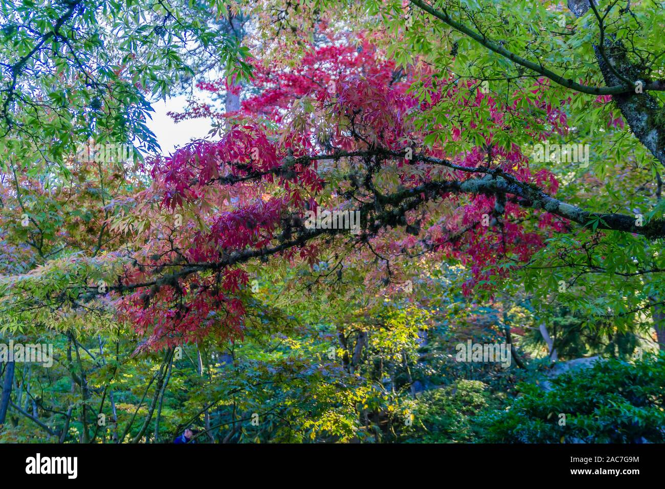 A view of colorful red fall leaves in Seattle, Washington Stock Photo ...