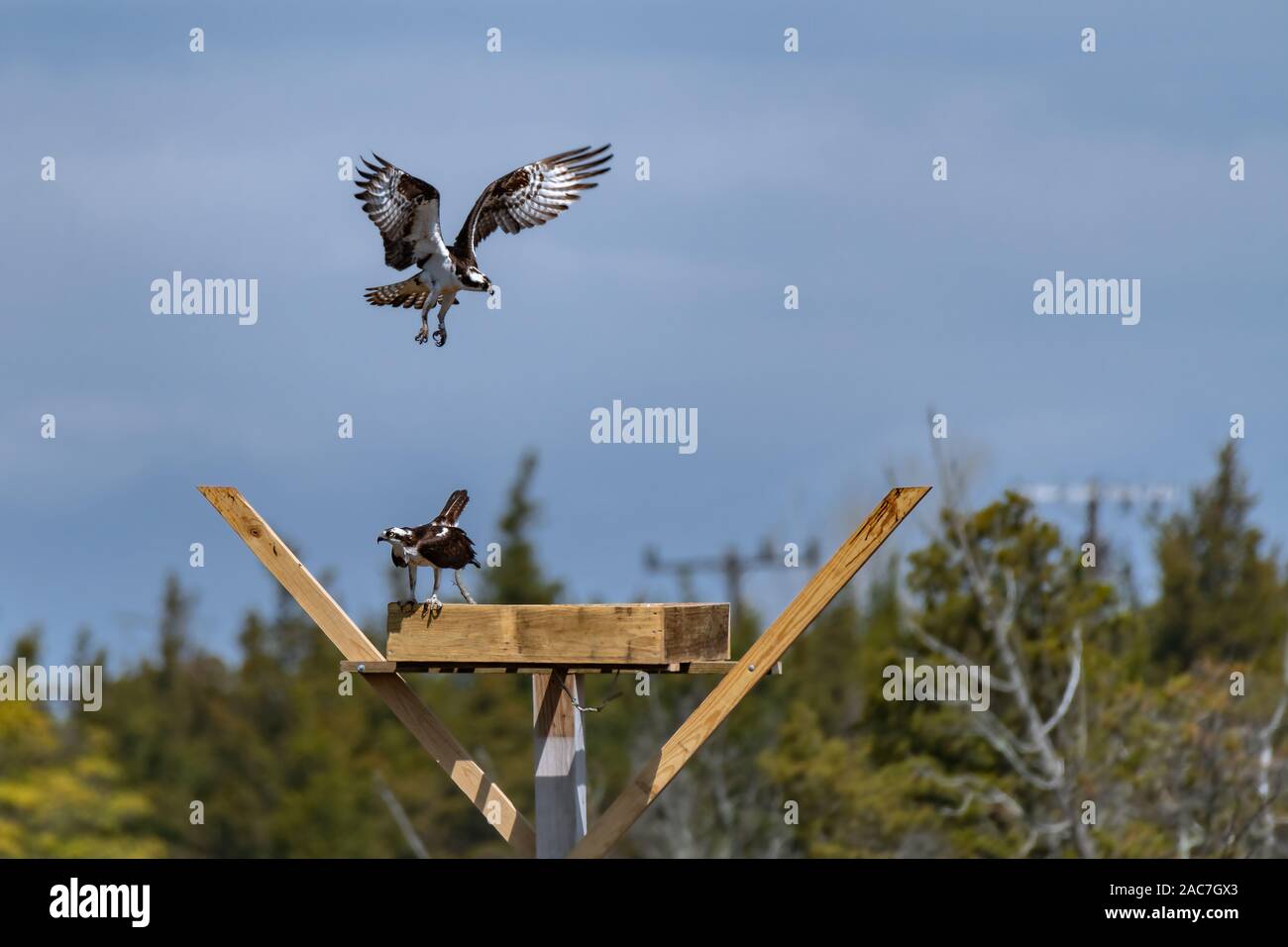 Couple of male and female ospreys with open wings building their twig ...