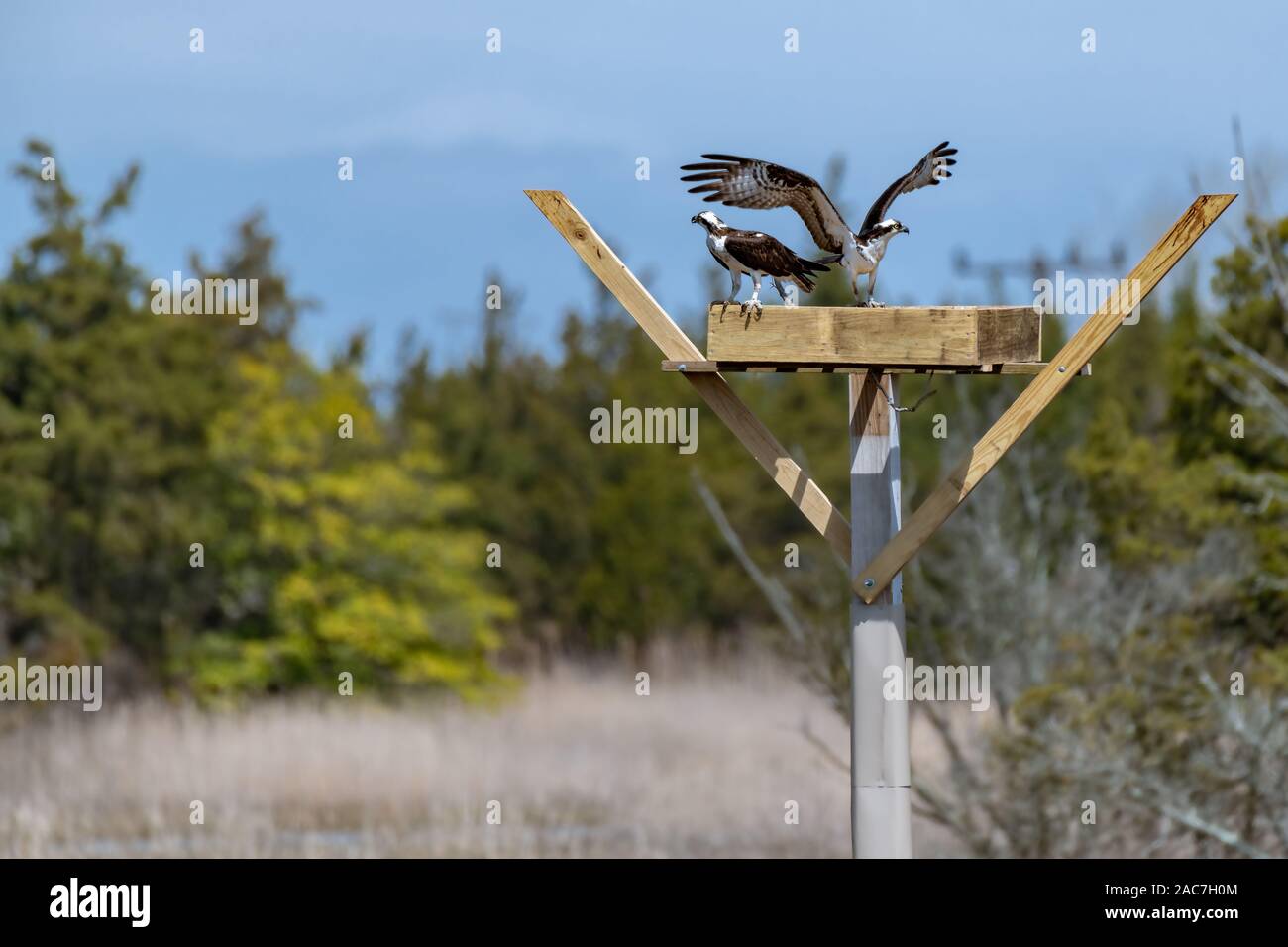 Couple of male and female ospreys with open wings building their twig ...