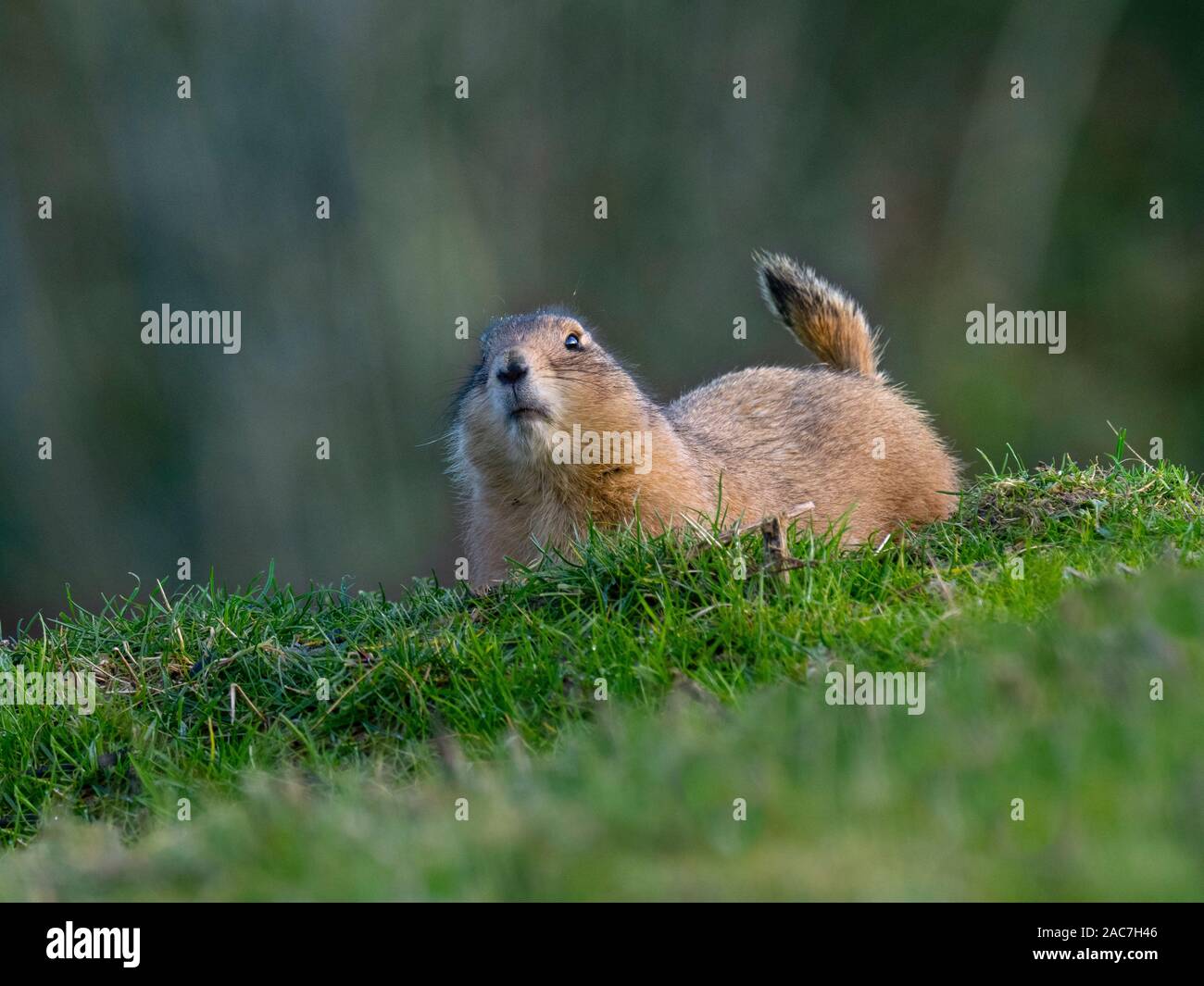 Black-tailed prairie dog Cynomys ludovicianus at burrow entrance Stock ...