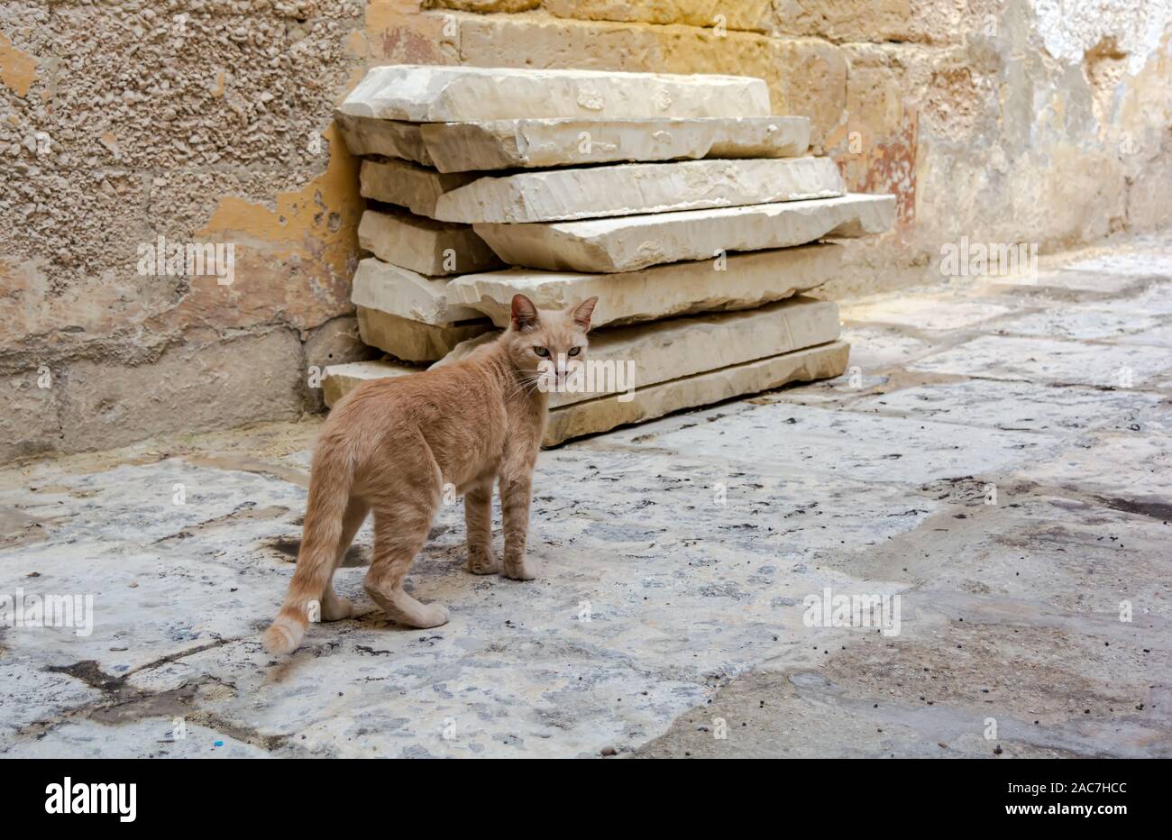 Cats of Malta - stray ginger tabby cat at Cospicua street Stock Photo ...