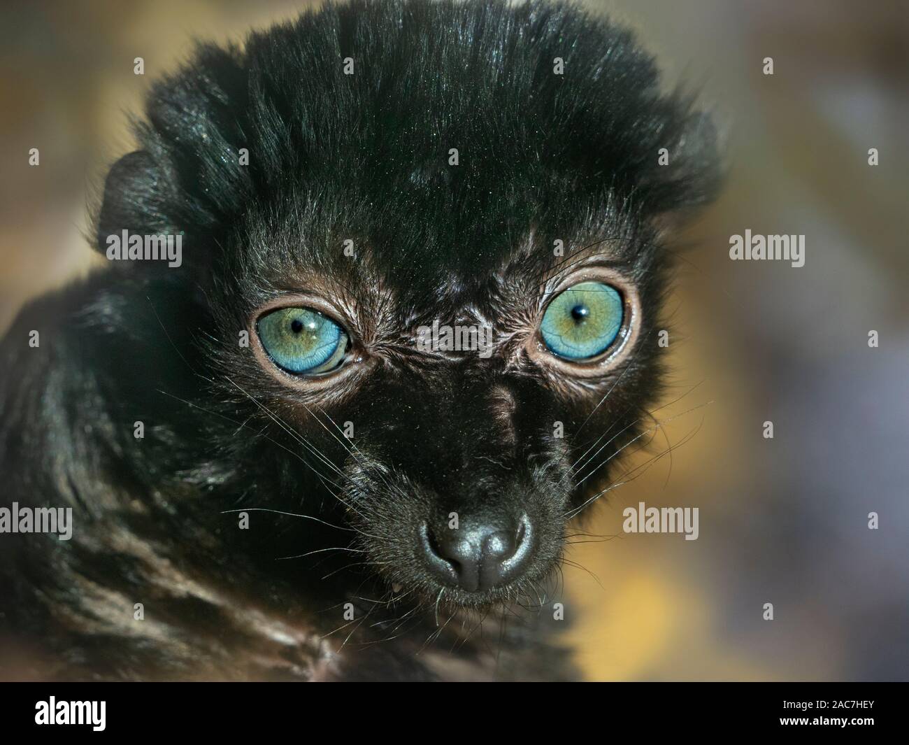 male Blue-eyed black lemur Eulemur flavifrons female also known as the ...