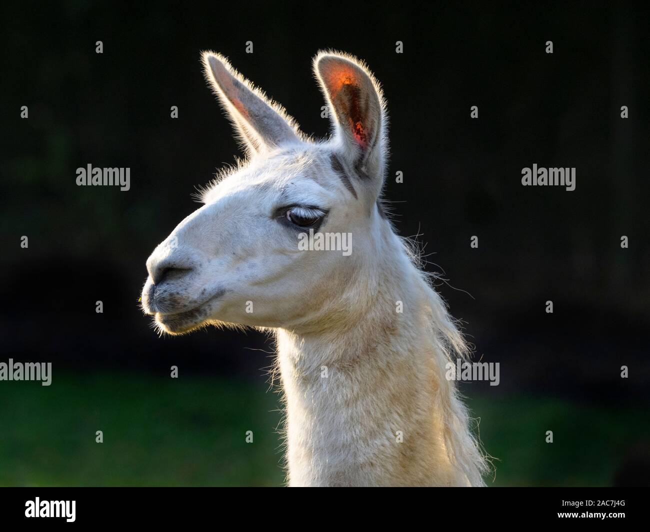 Domestic Llama Lama glama portrait Stock Photo - Alamy