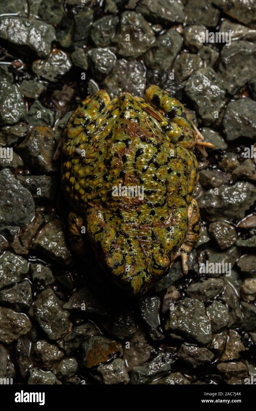 Green Toad (Anaxyrus debilis) from Hidalgo County, New Mexico, USA ...