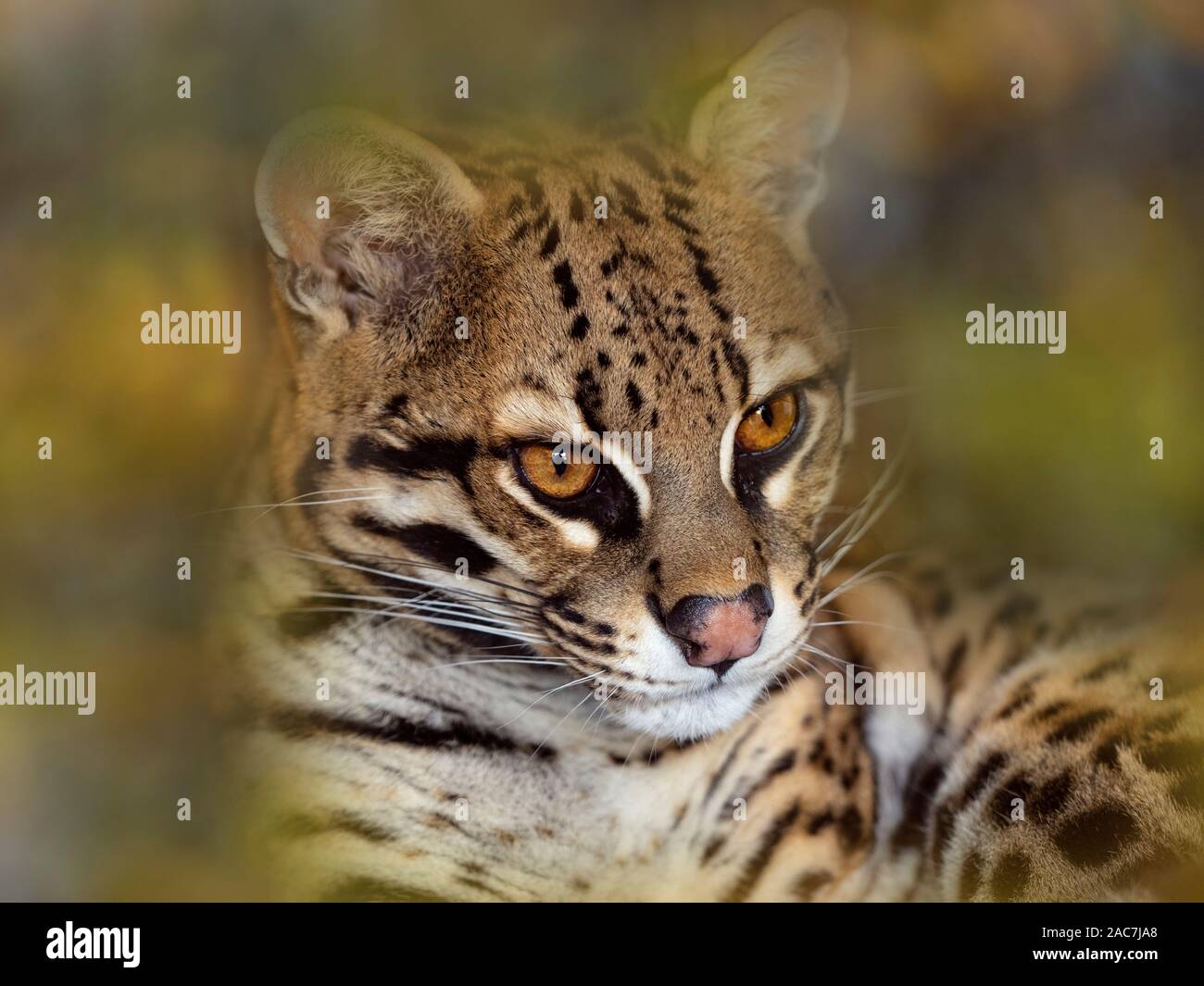 Ocelot Leopardus pardalis Portrait (captive Stock Photo - Alamy
