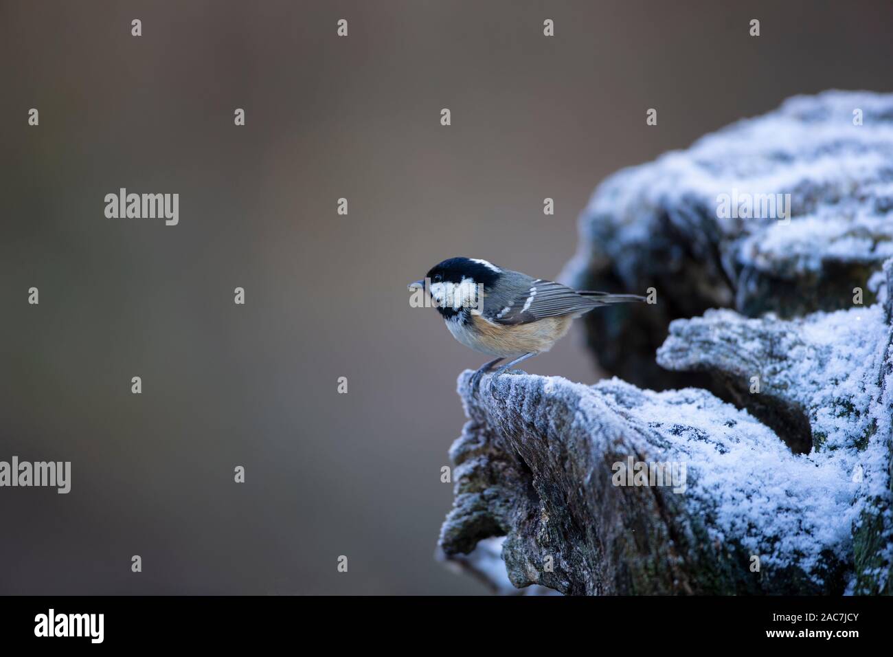 Coal Tit Periparus ater perching on a frosty winter tree stump in ...