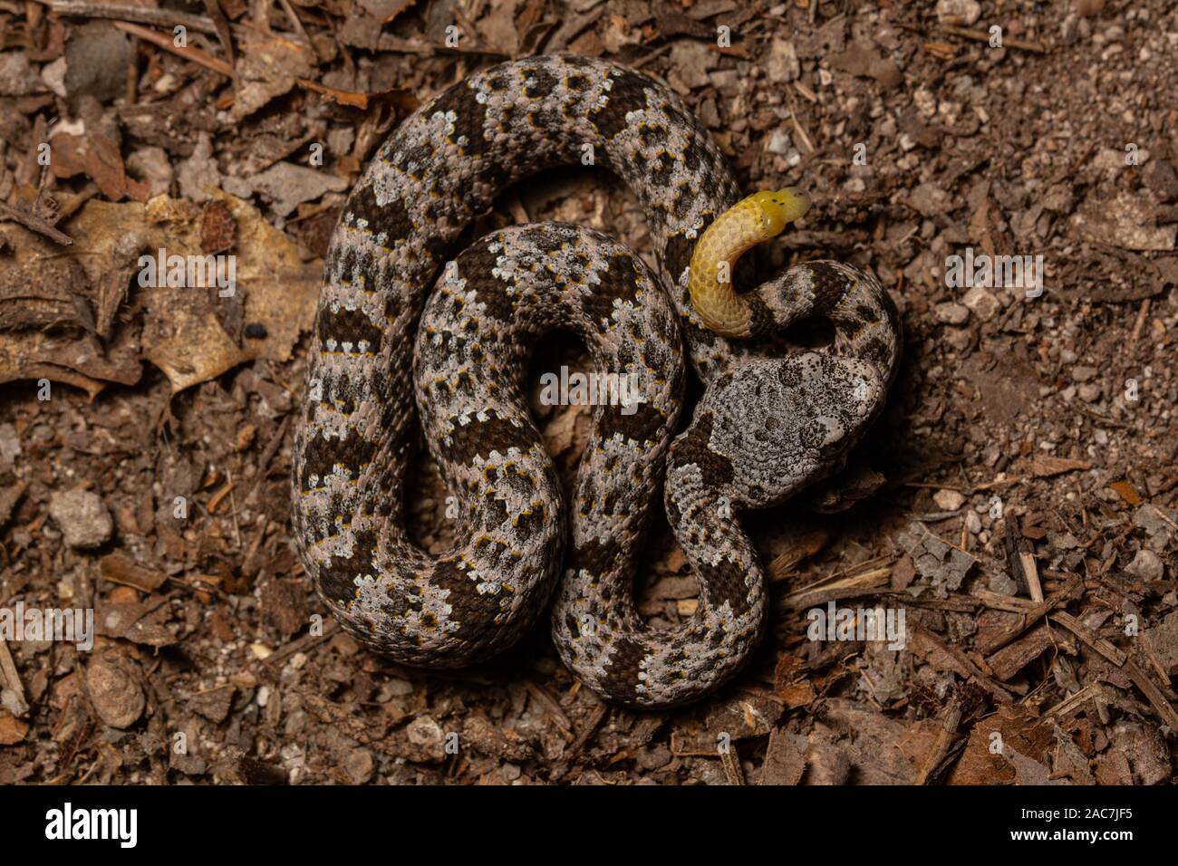 Banded Rock Rattlesnake (Crotalus lepidus klauberi) from the Sierra ...