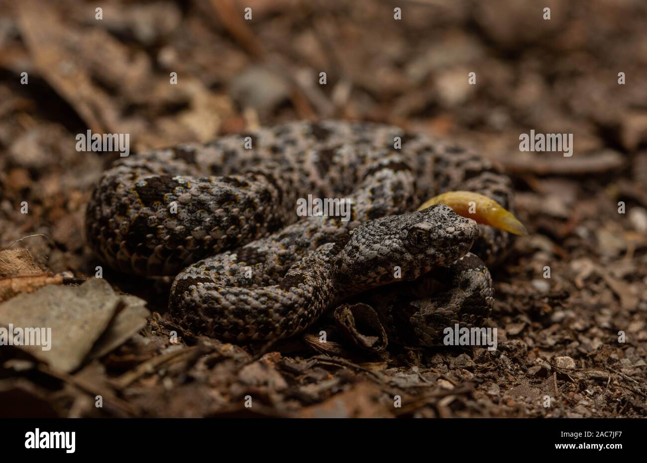 Banded Rock Rattlesnake (Crotalus lepidus klauberi) from the Sierra ...