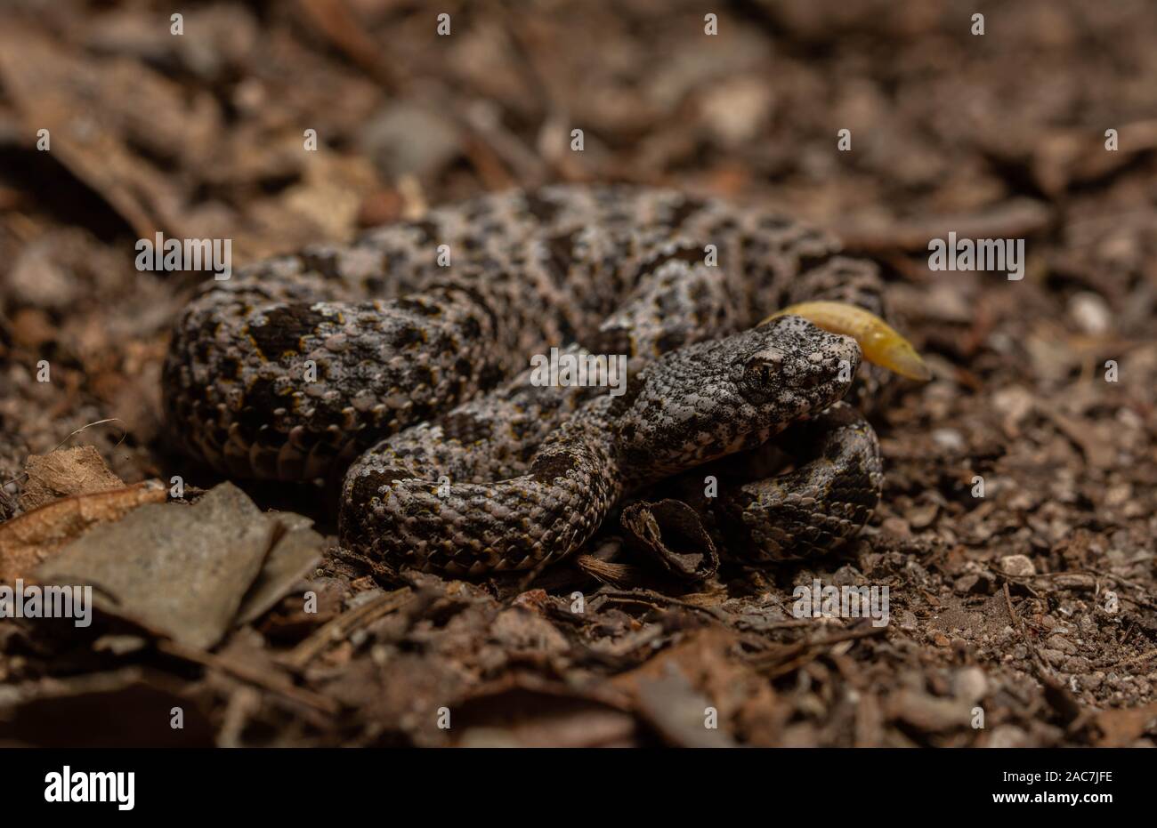 Banded Rock Rattlesnake (Crotalus lepidus klauberi) from the Sierra ...