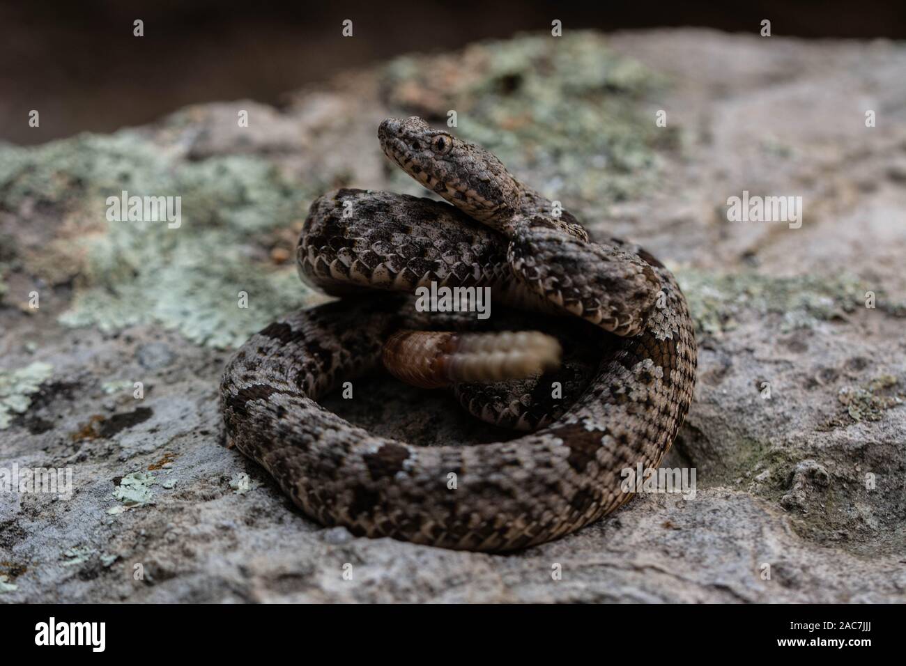Banded Rock Rattlesnake (Crotalus lepidus klauberi) from the Sierra ...