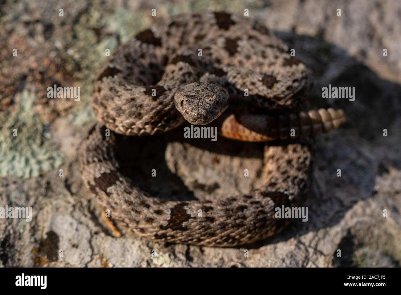 Banded Rock Rattlesnake (Crotalus lepidus klauberi) from the Sierra ...