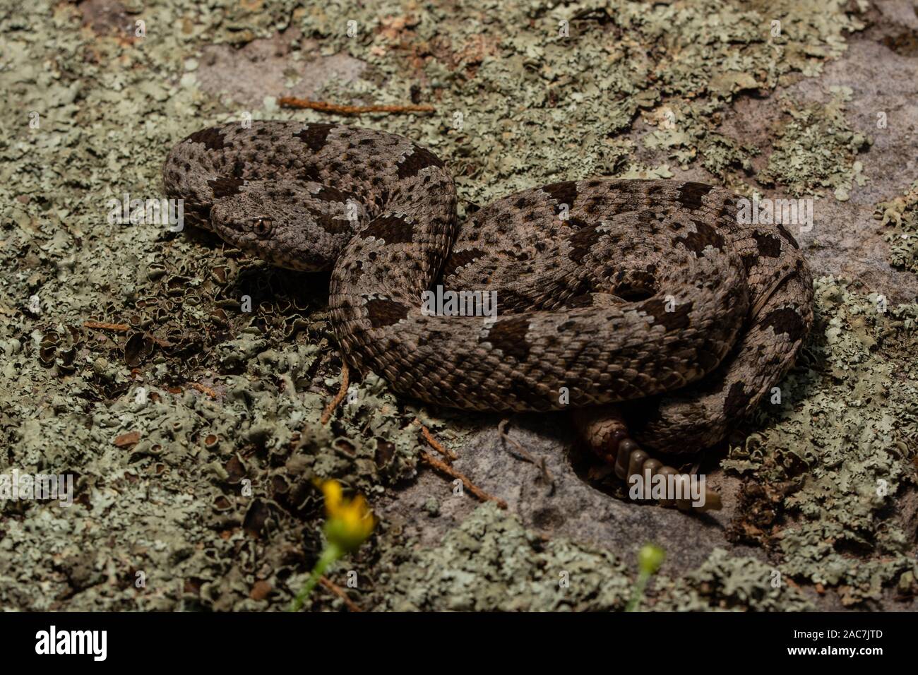 Banded Rock Rattlesnake (Crotalus lepidus klauberi) from the Sierra ...