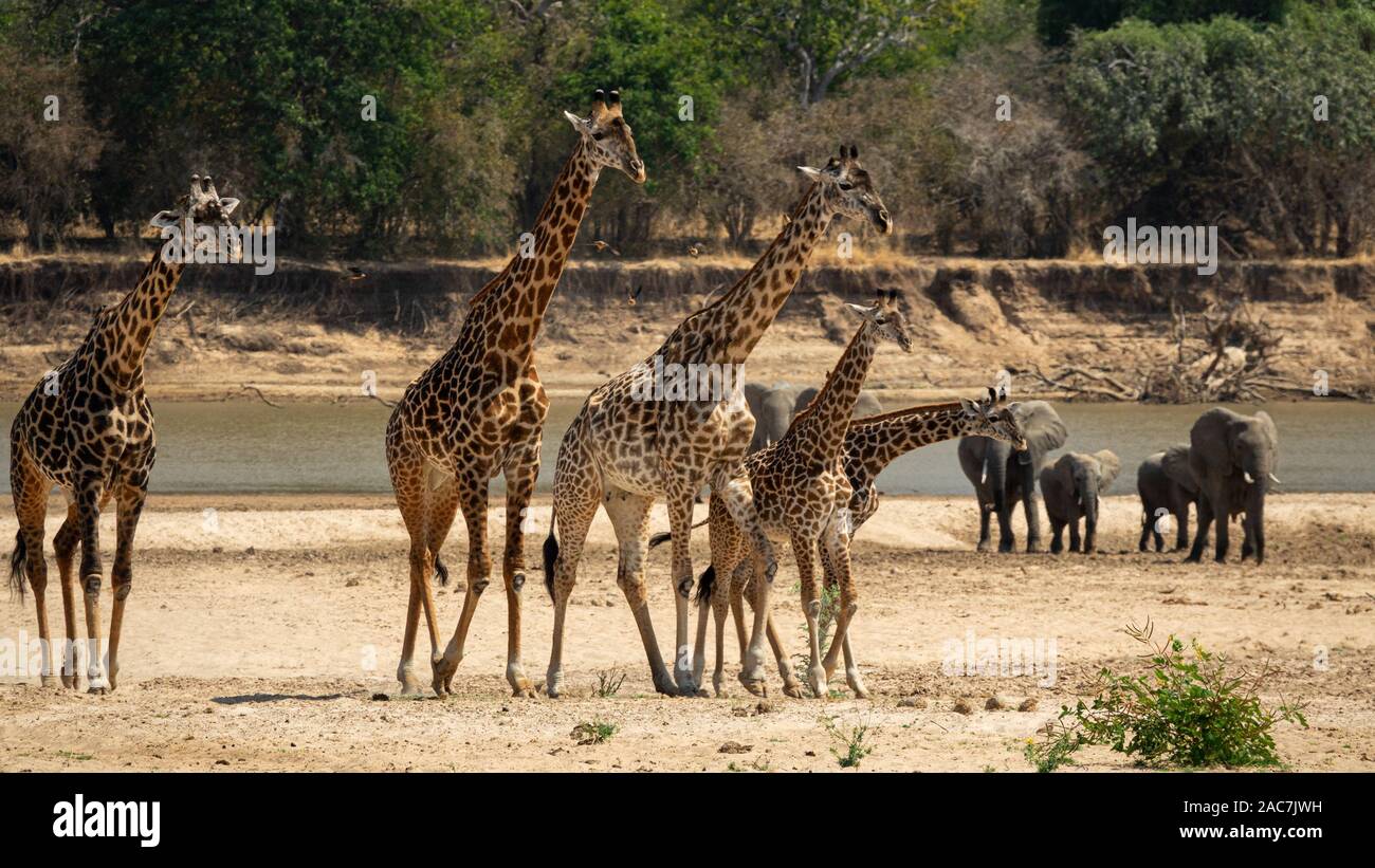Elephant and giraffe together hi-res stock photography and images - Alamy
