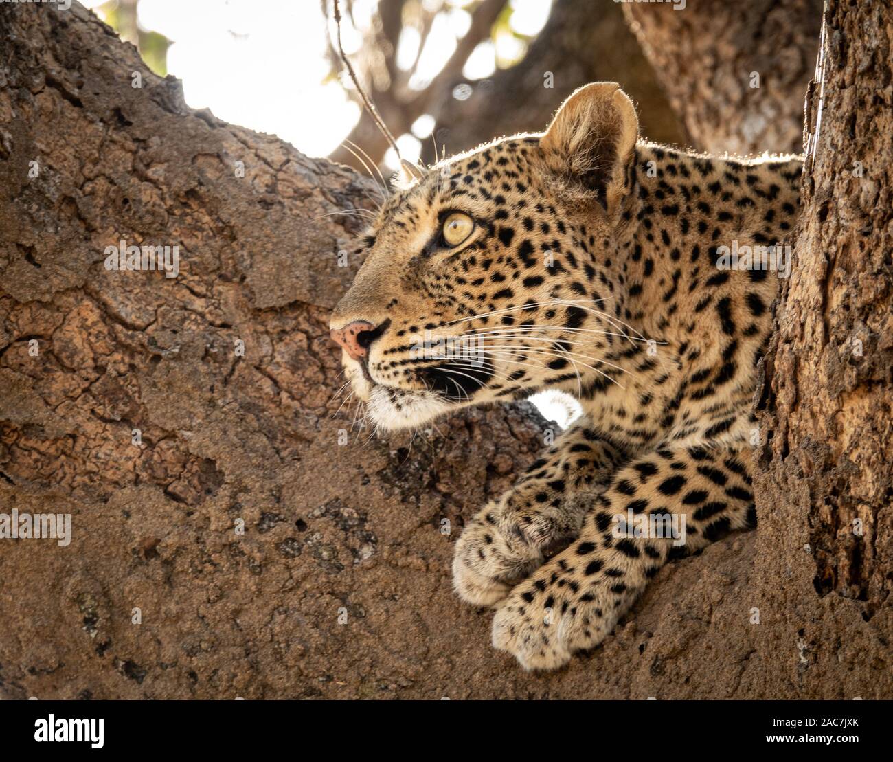 Leopard over the tree watching for preys Stock Photo - Alamy