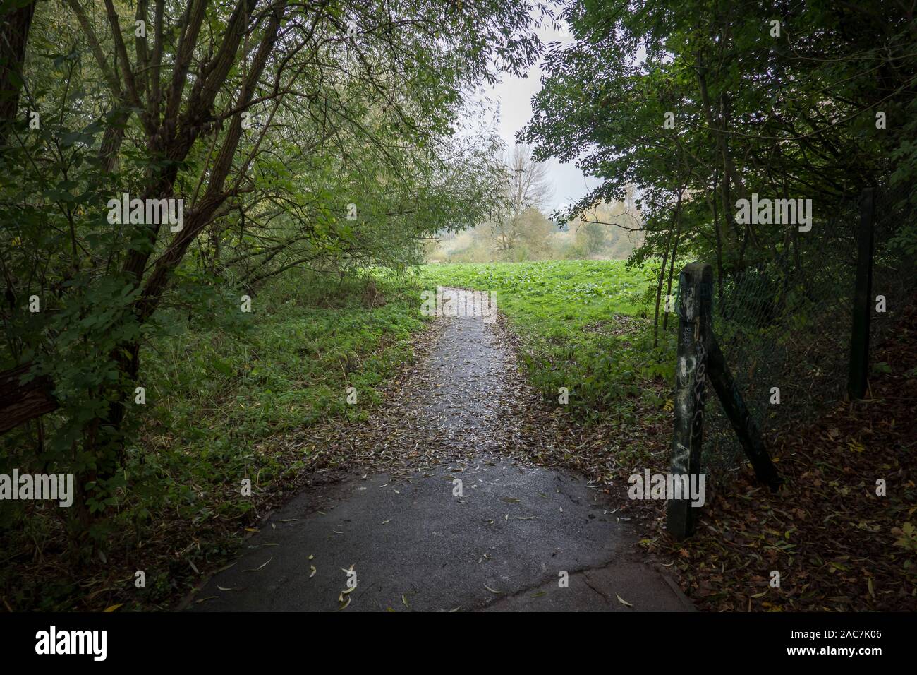 Damp fallen leaves hi-res stock photography and images - Alamy