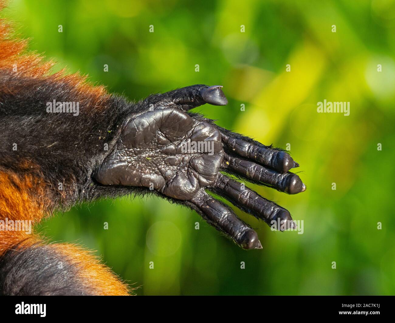 Red ruffed lemur hand hi-res stock photography and images - Alamy