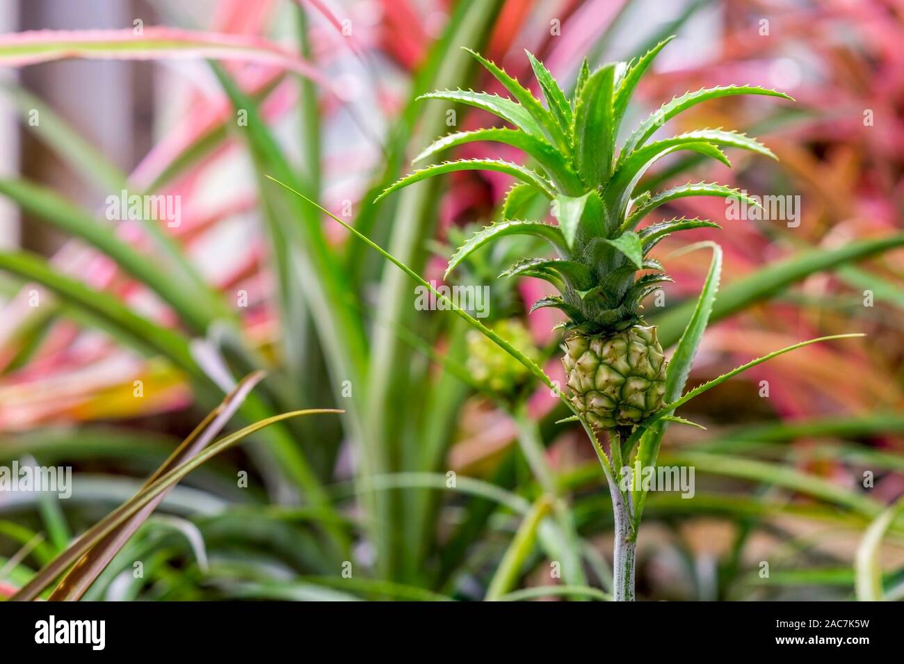 The ovary of a young pineapple in the garden in the greenhouse Stock ...