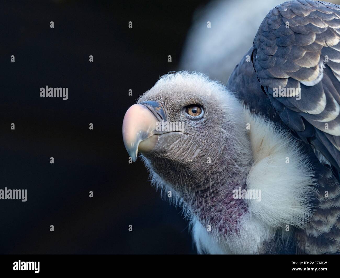 Rüppell's griffon vulture Gyps rueppellii head portrait Stock Photo - Alamy