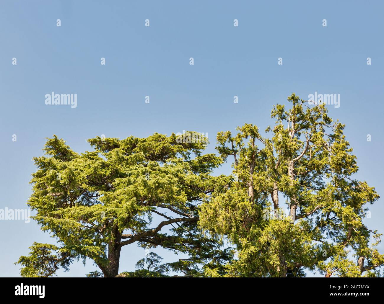 Coniferous tree hi-res stock photography and images - Alamy
