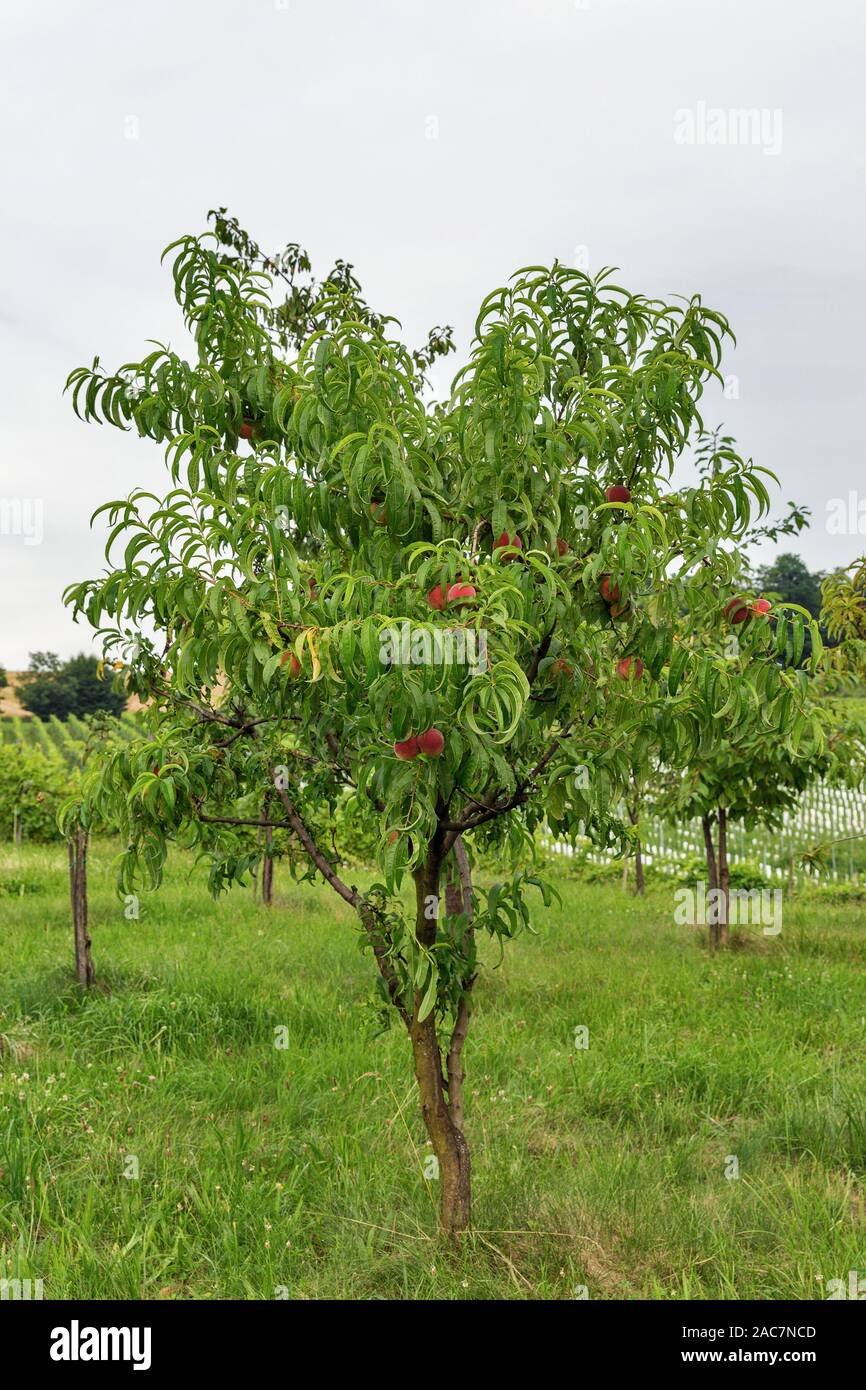 Peach tree in orchard hi-res stock photography and images - Alamy