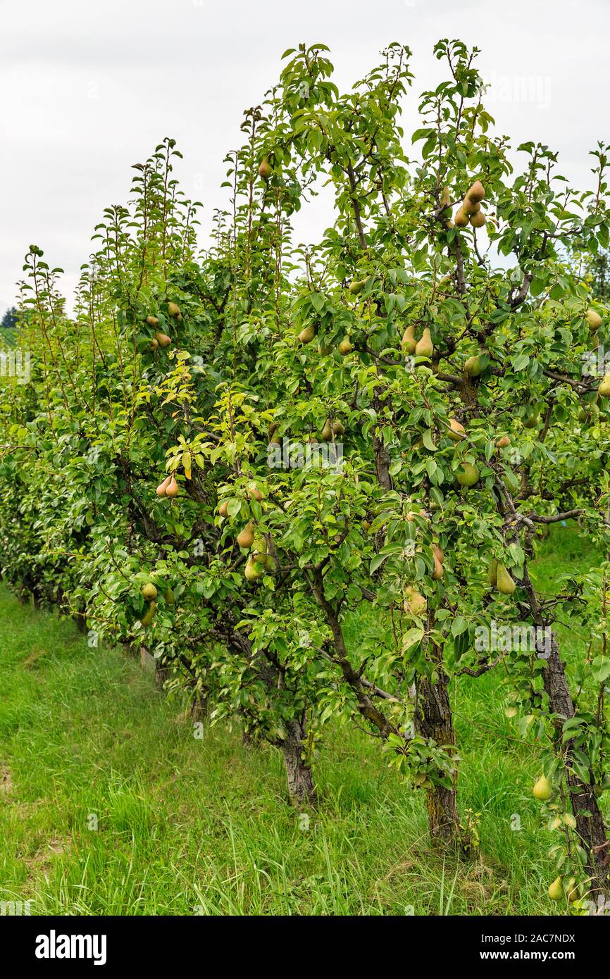 Row of fruit trees hi-res stock photography and images - Alamy
