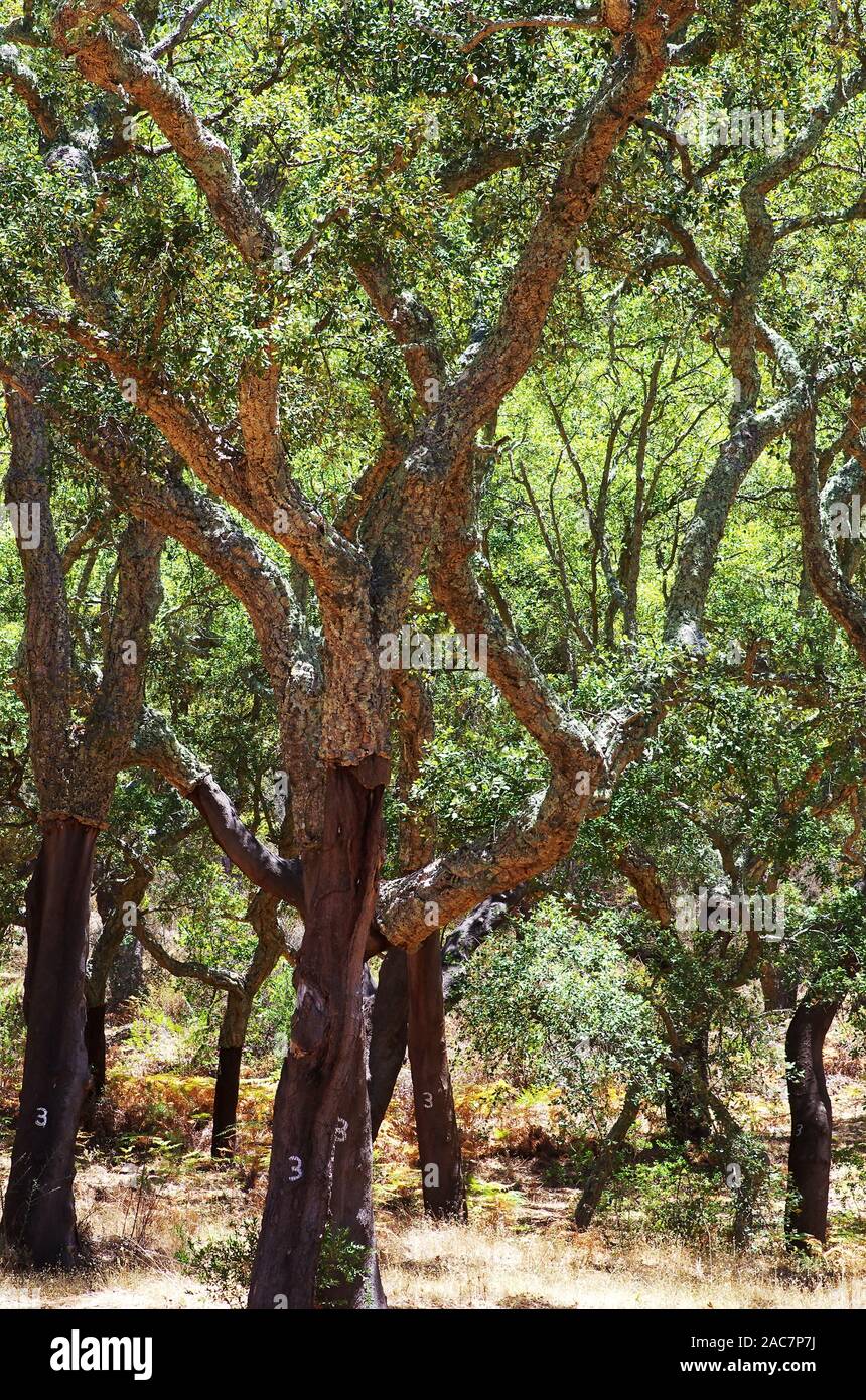 mediterranean forest in Serra Ossa, south of Portugal Stock Photo - Alamy