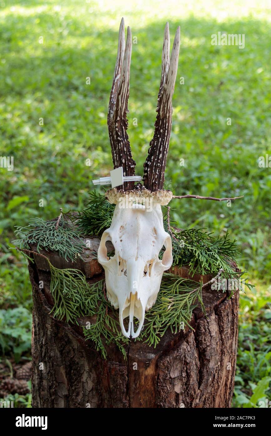 Dry deer antlers attached to the skull on a tree trunk Stock Photo - Alamy