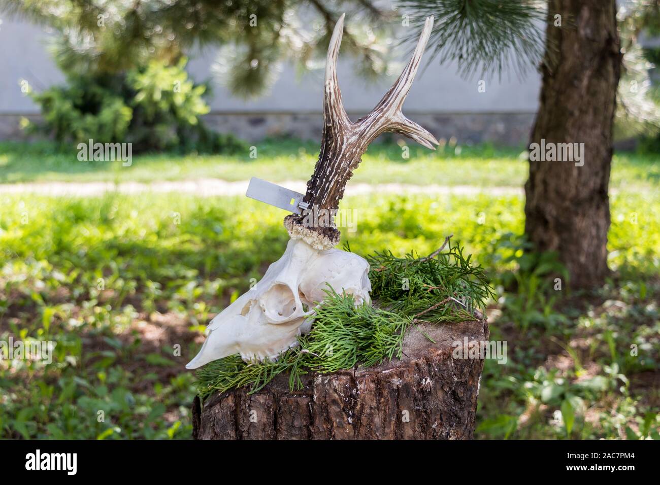 Deer skull with antler on the tree trunk Stock Photo - Alamy
