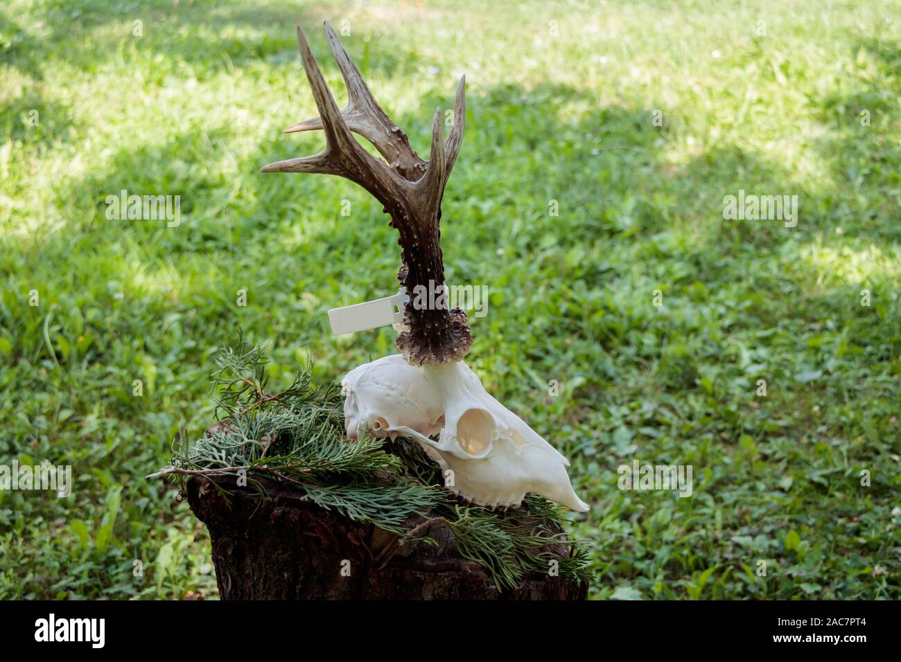 Dry deer antlers attached to the skull on a tree trunk Stock Photo - Alamy