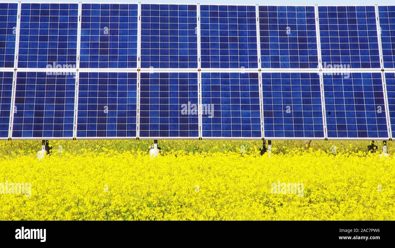blue solar panel in yellow field Stock Photo - Alamy