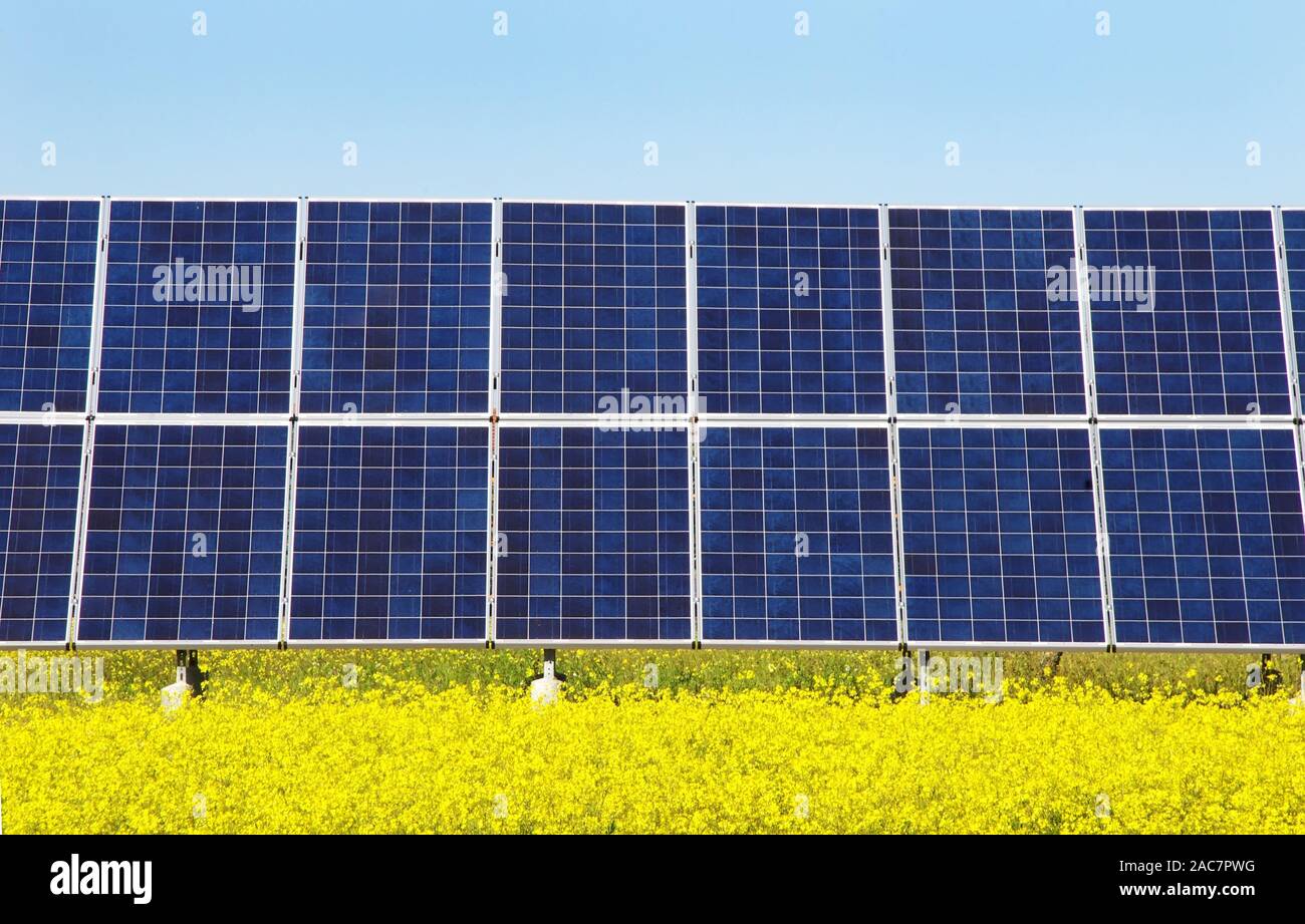 solar panels in yellow field Stock Photo - Alamy