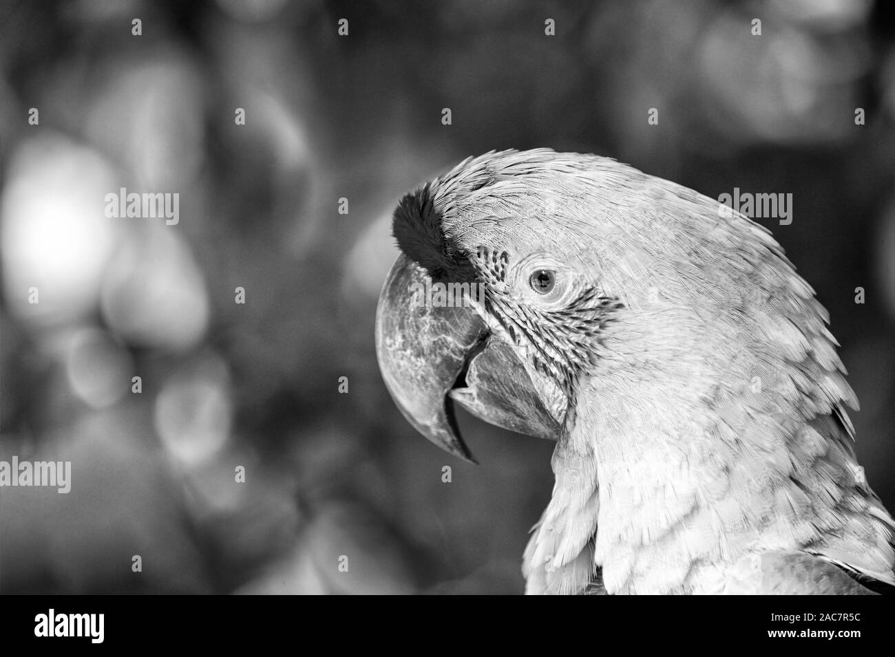 Wild nature. Vibrant parrot at Roatan Honduras. Biodiversity concept ...
