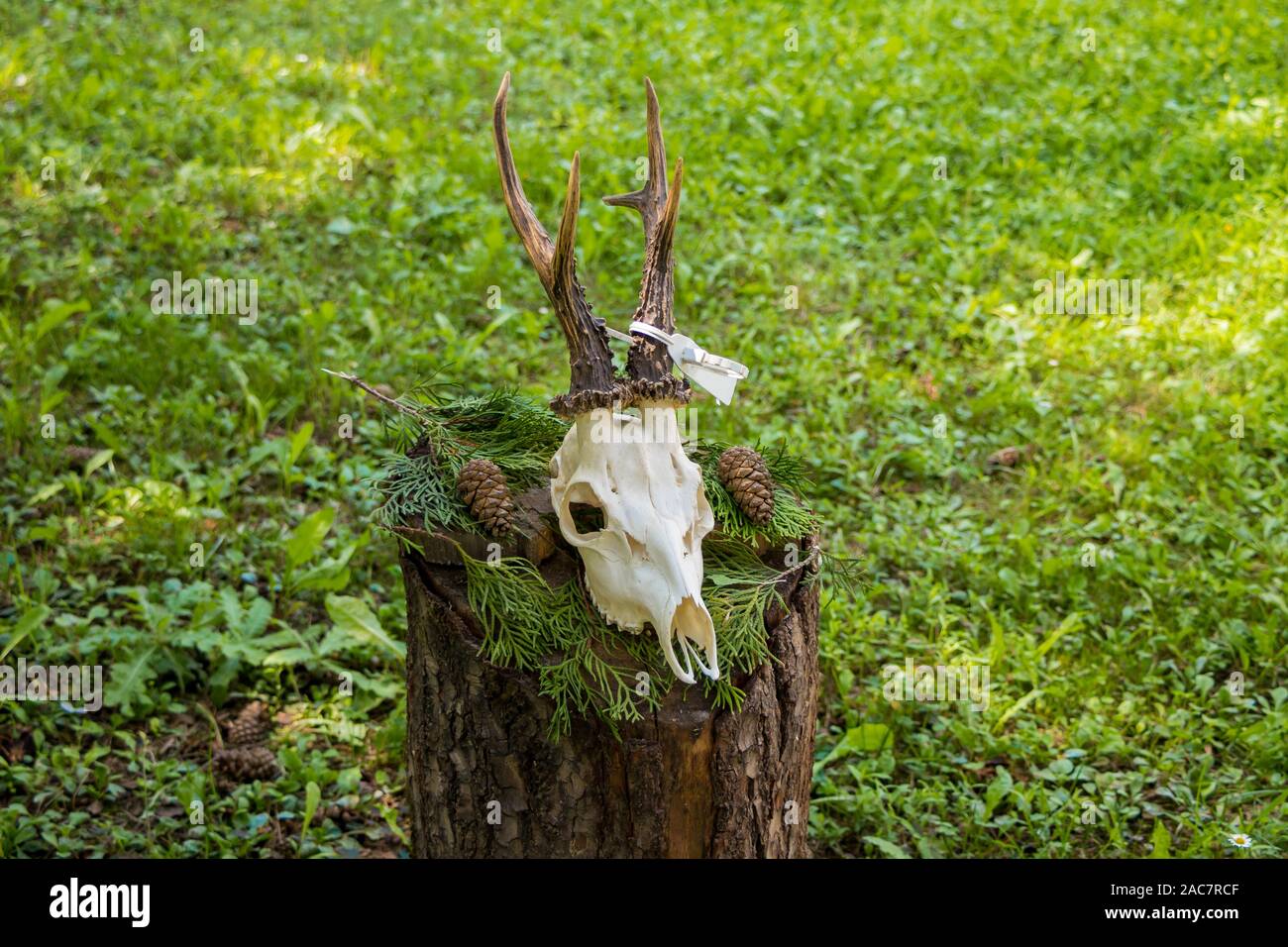 Bones of trunk anatomy hi-res stock photography and images - Alamy