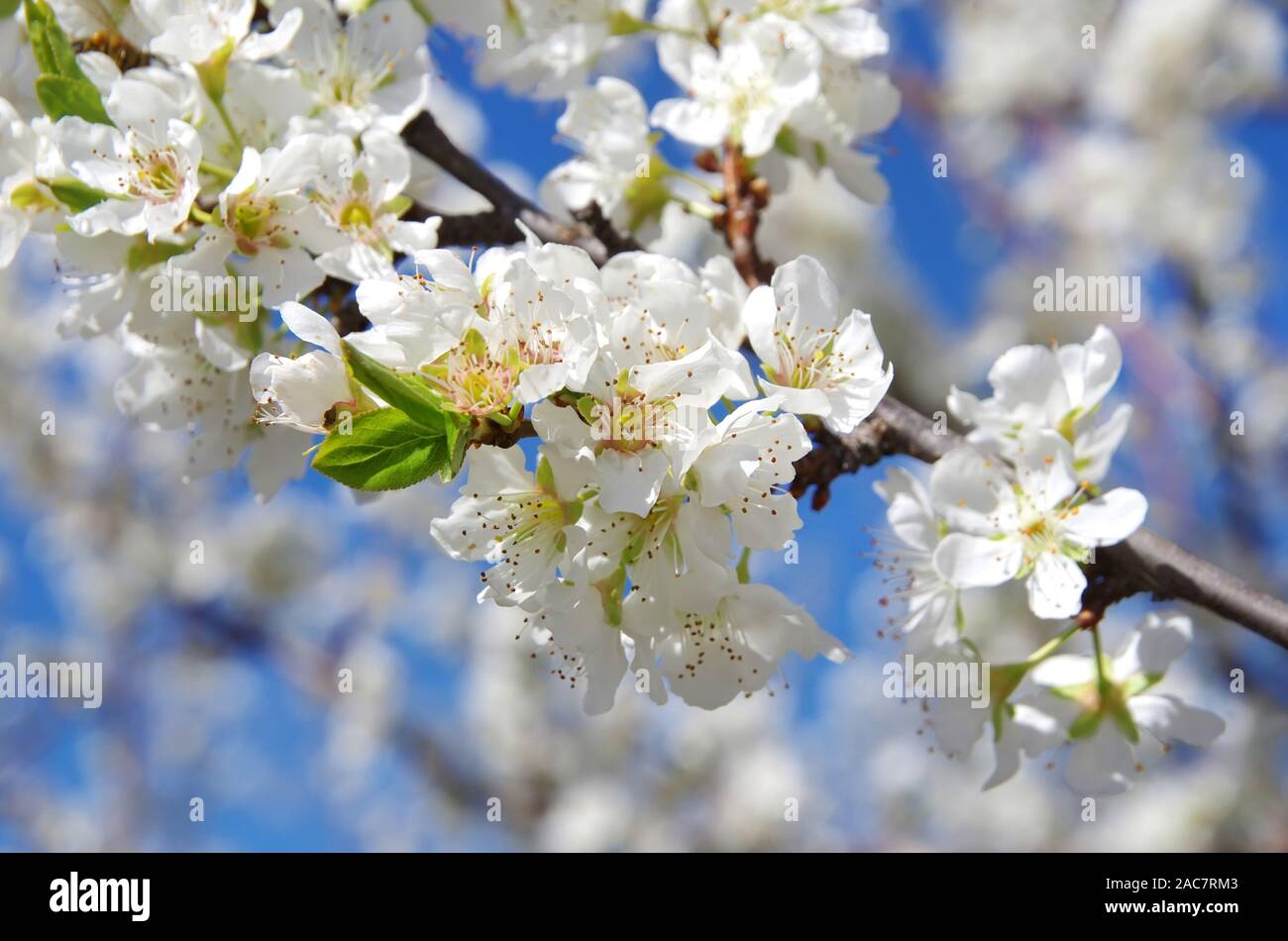 Prunus dulcis flower isolated hi-res stock photography and images - Alamy