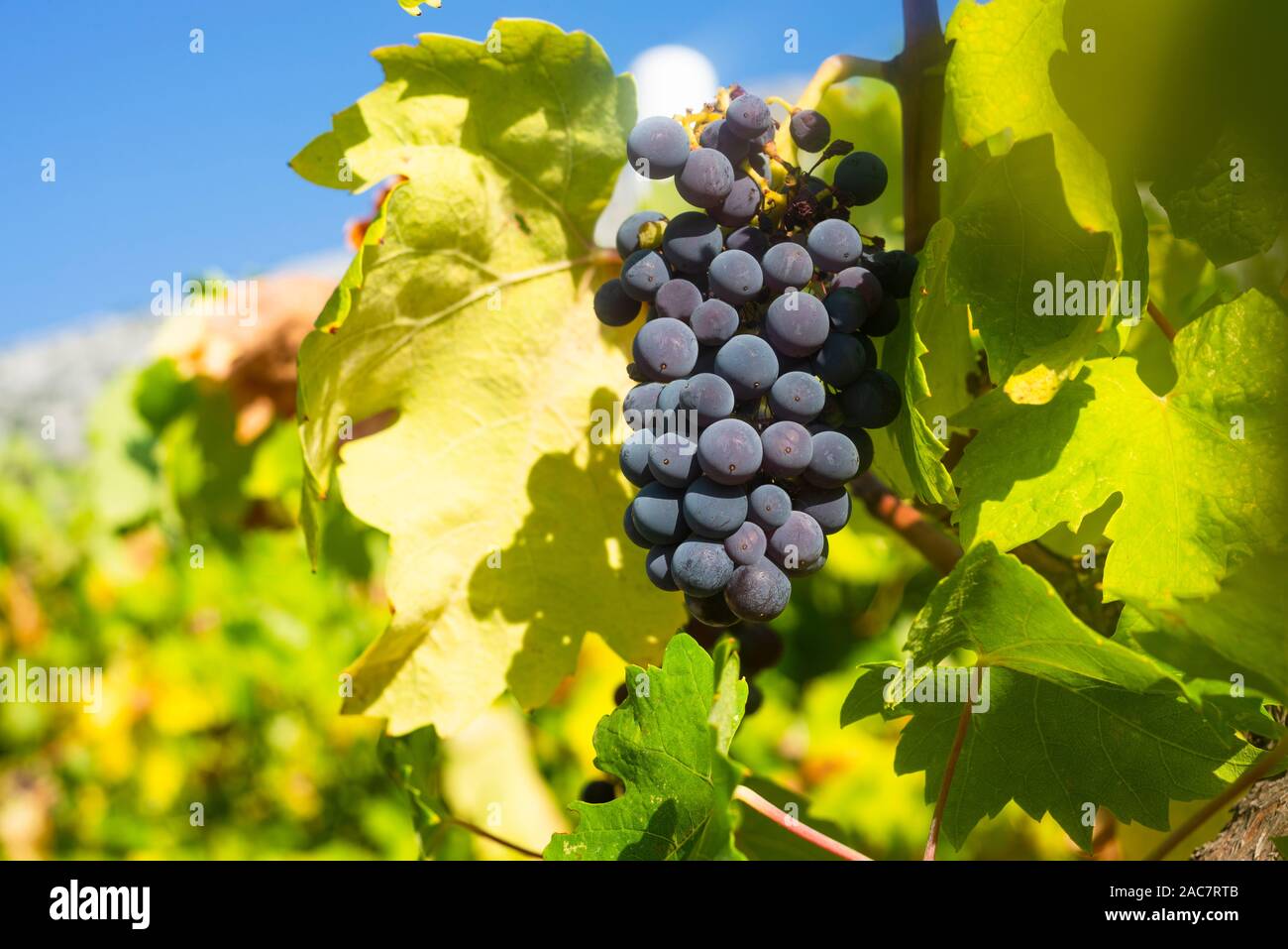 Peljesac wine hi-res stock photography and images - Alamy