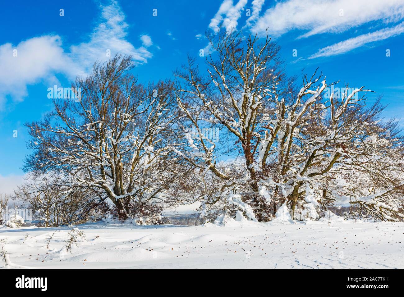 Snow scenes trees hi-res stock photography and images - Alamy
