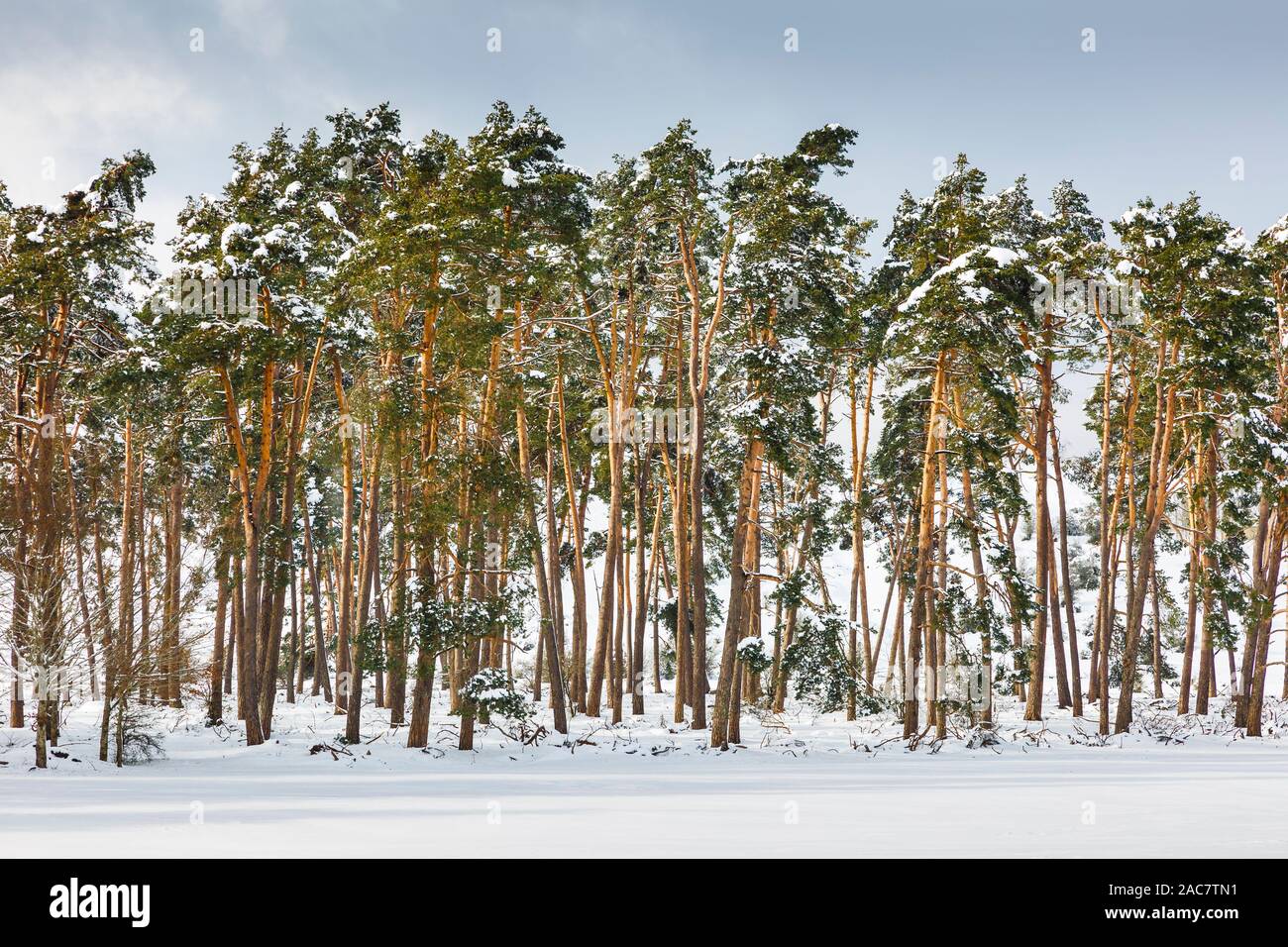 Snow capped trees winter hi-res stock photography and images - Alamy