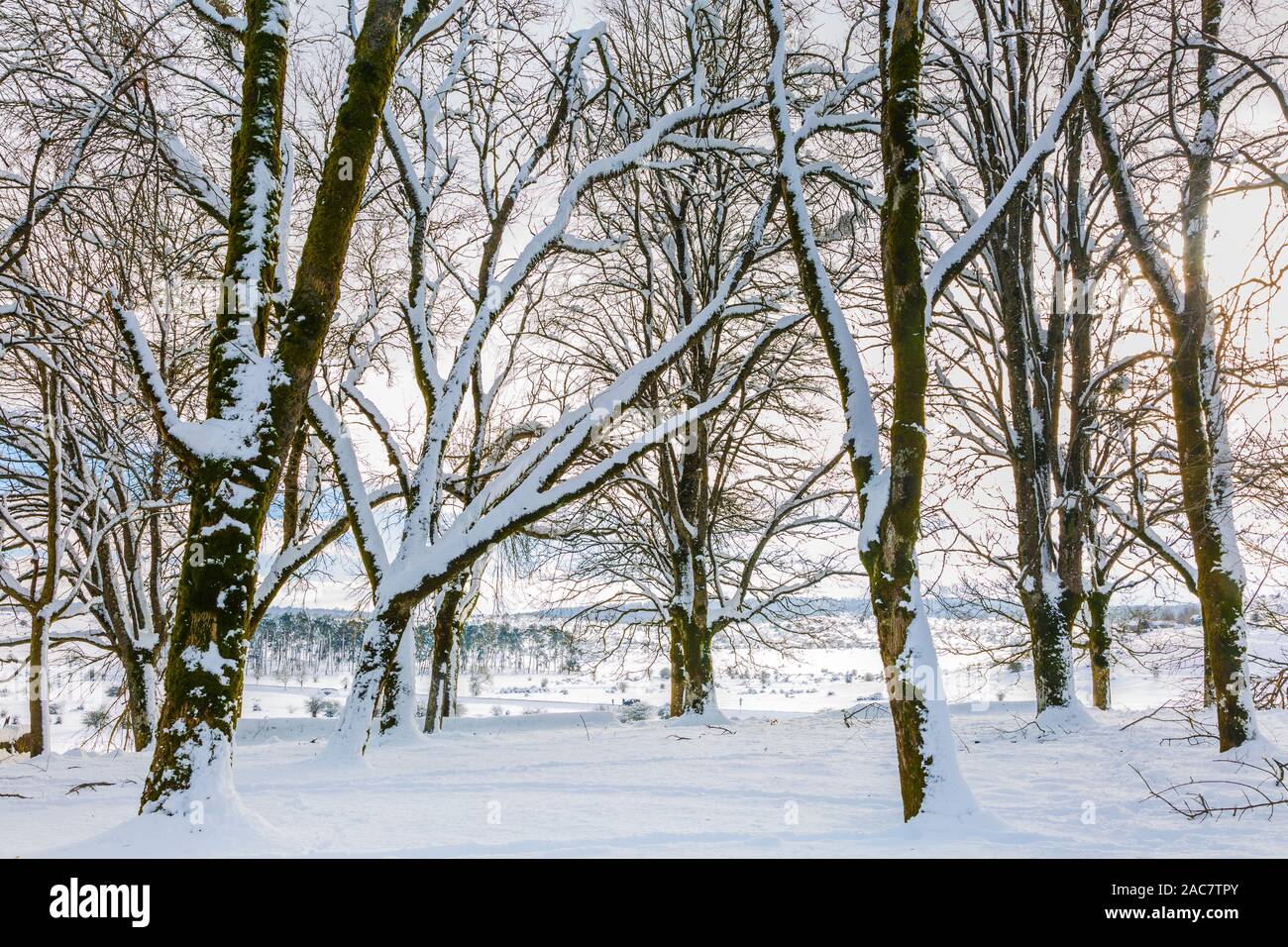 Snow scenes trees hi-res stock photography and images - Alamy