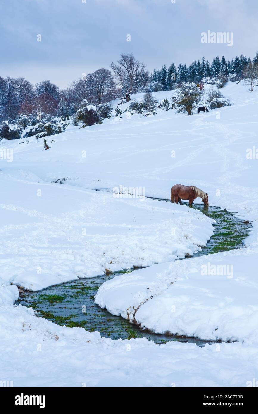 Horse in snow landscape hi-res stock photography and images - Alamy