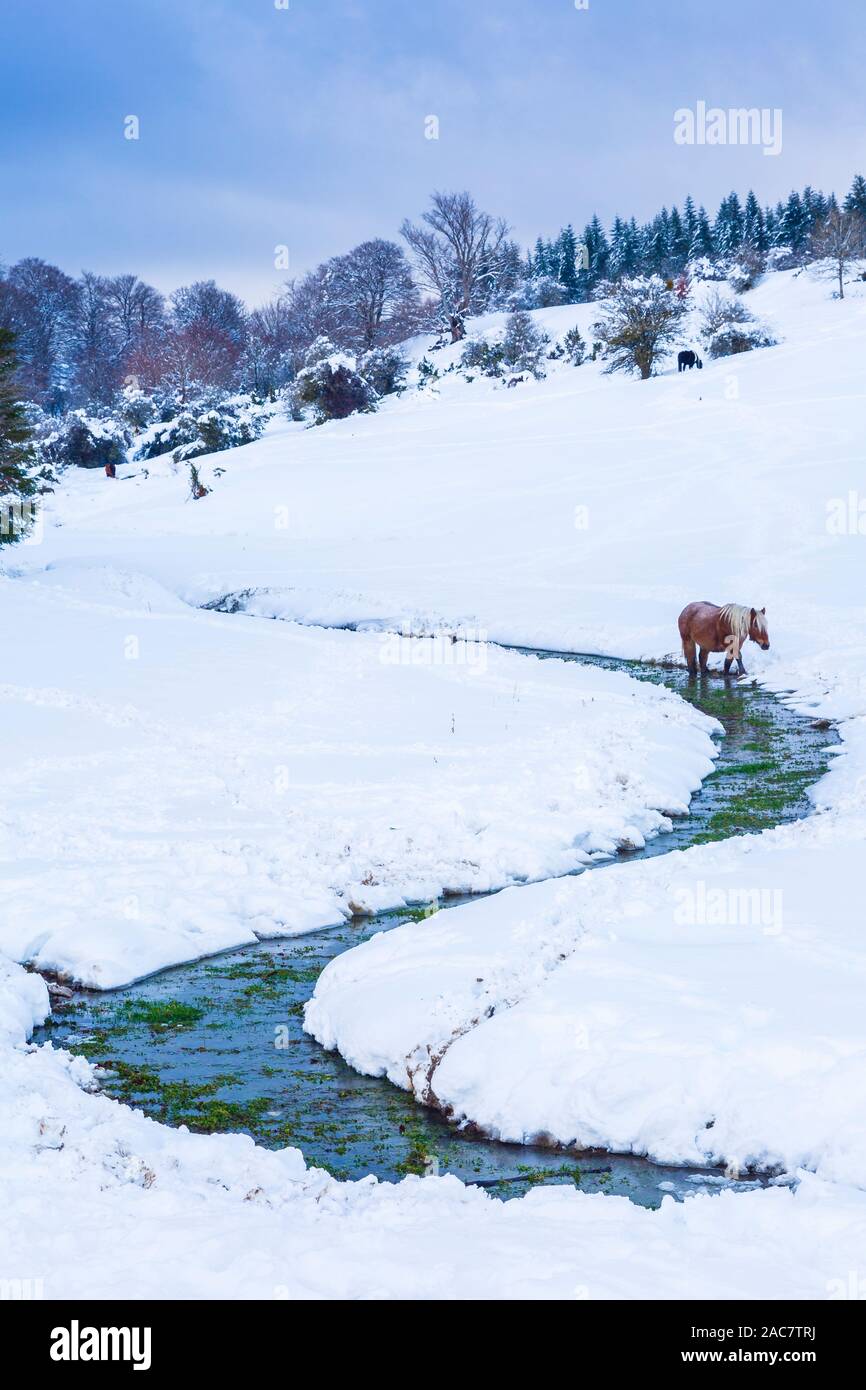 Horse in snow landscape hi-res stock photography and images - Alamy