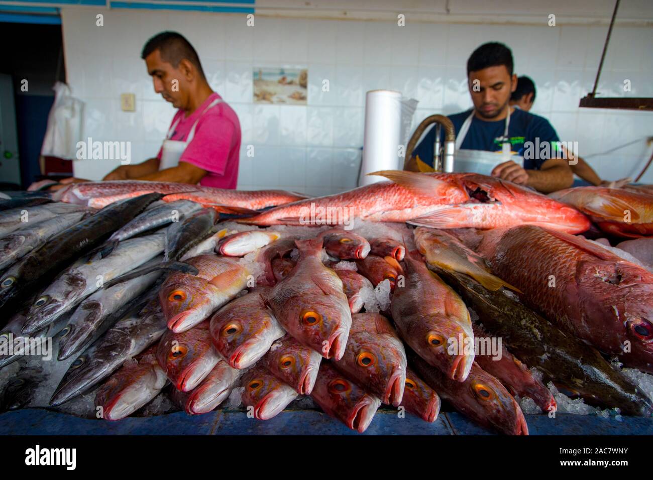 Fish Market Sunday Market Marina Riviera Nayarit La Cruz De fish-market-sunday-market-marina-riviera-nayarit-la-cruz-de