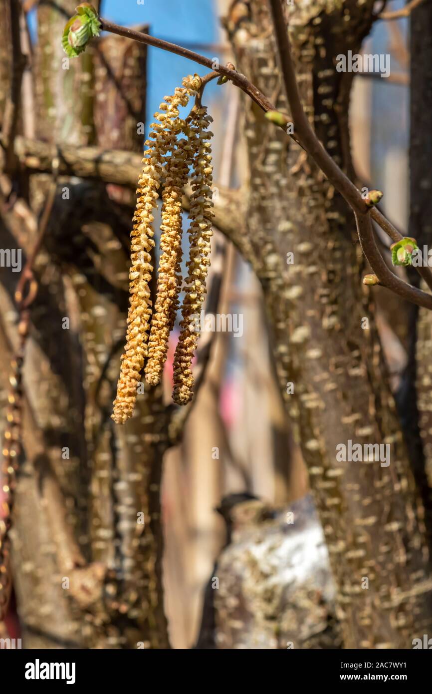Macro shot of a male blossom of a hazelnut (Corylus avellana) in the ...
