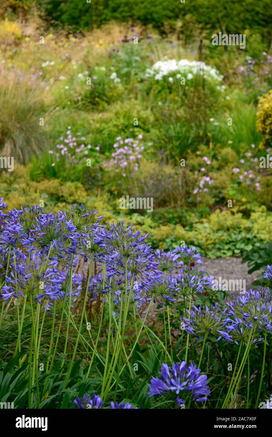 Blue perennial bed hi-res stock photography and images - Alamy