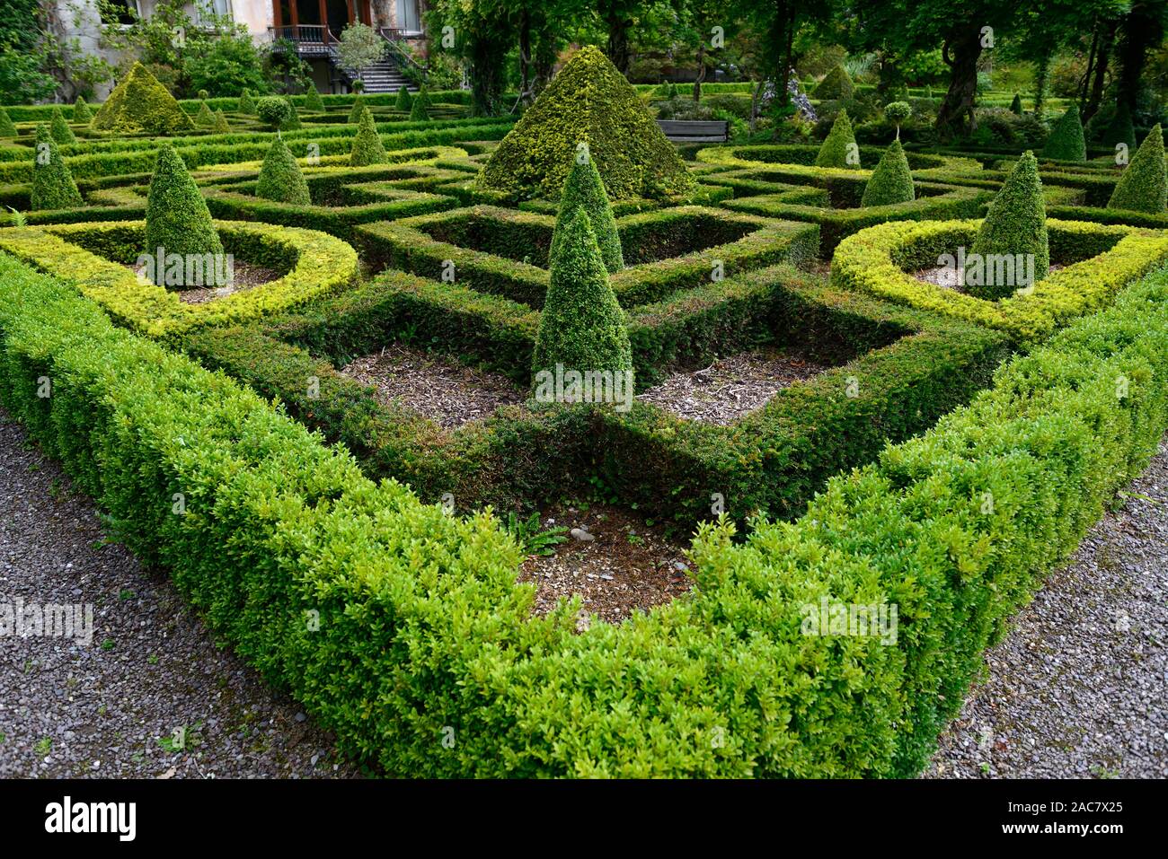 box hedge parterre,,acer palmatum,terrace,gardens,Bantry house and ...