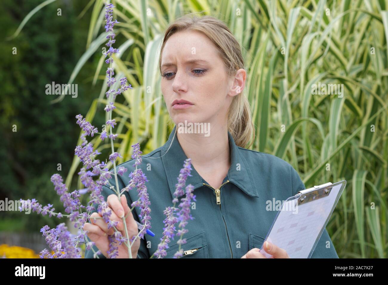 inside a flower nursery worker inspecting the flowers Stock Photo - Alamy